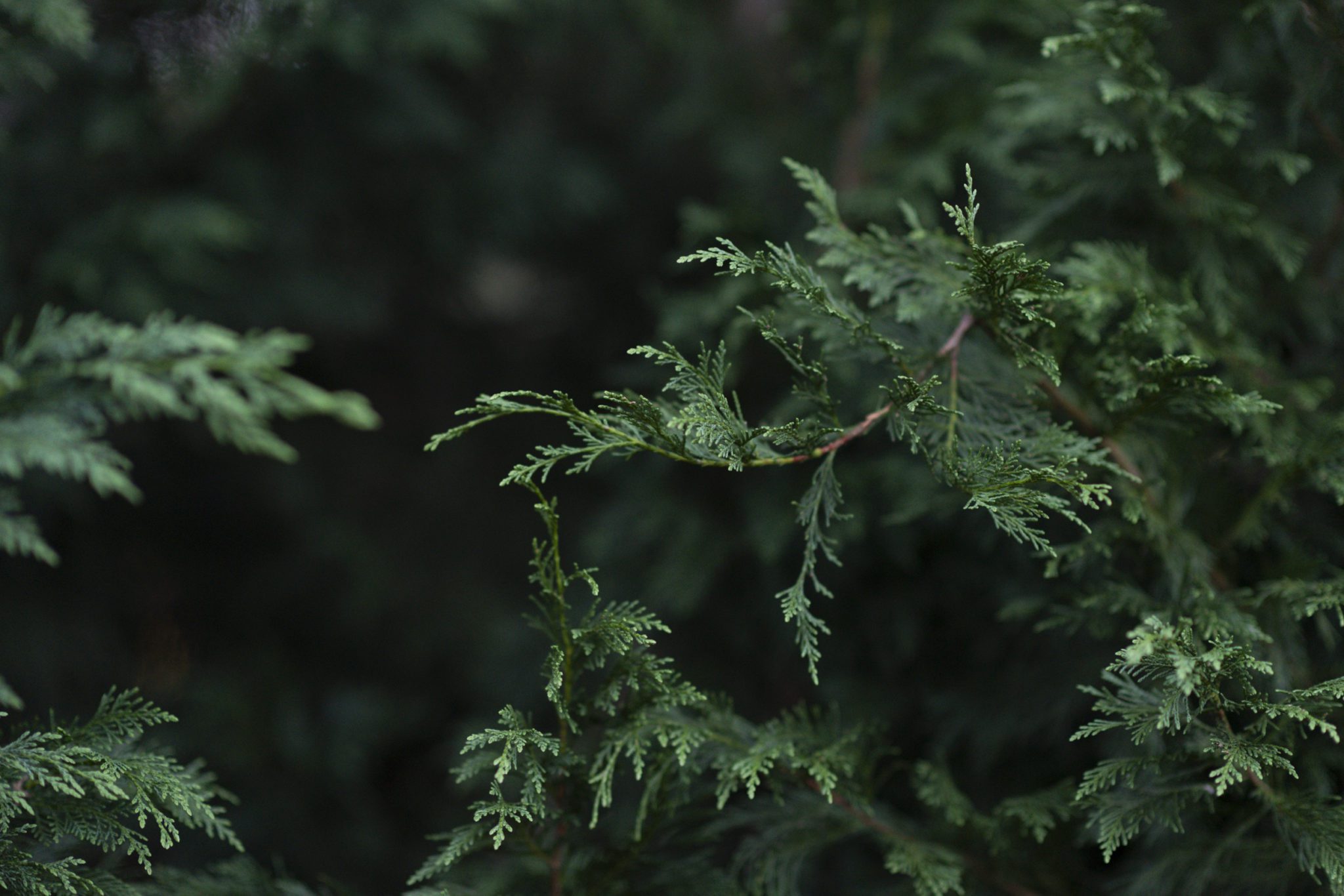 The Energy of our Words | ARCADIA COUNSELLING